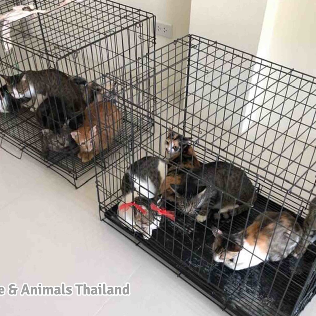 Another Great Day Spaying Stray Animals – People and Animals Thailand