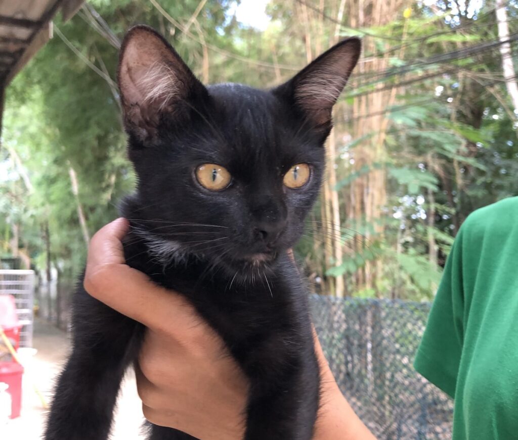 Adopt a Dog or Cat in Thailand - People and Animals Thailand