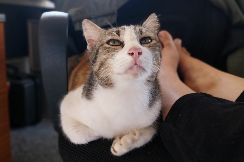 Adopt a Rescued Dog or Cat in Thailand - People & Animals Thailand