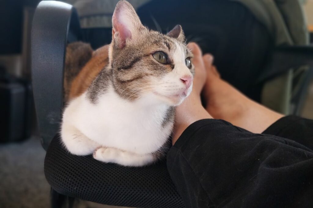 Adopt a Rescued Dog or Cat in Thailand - People & Animals Thailand