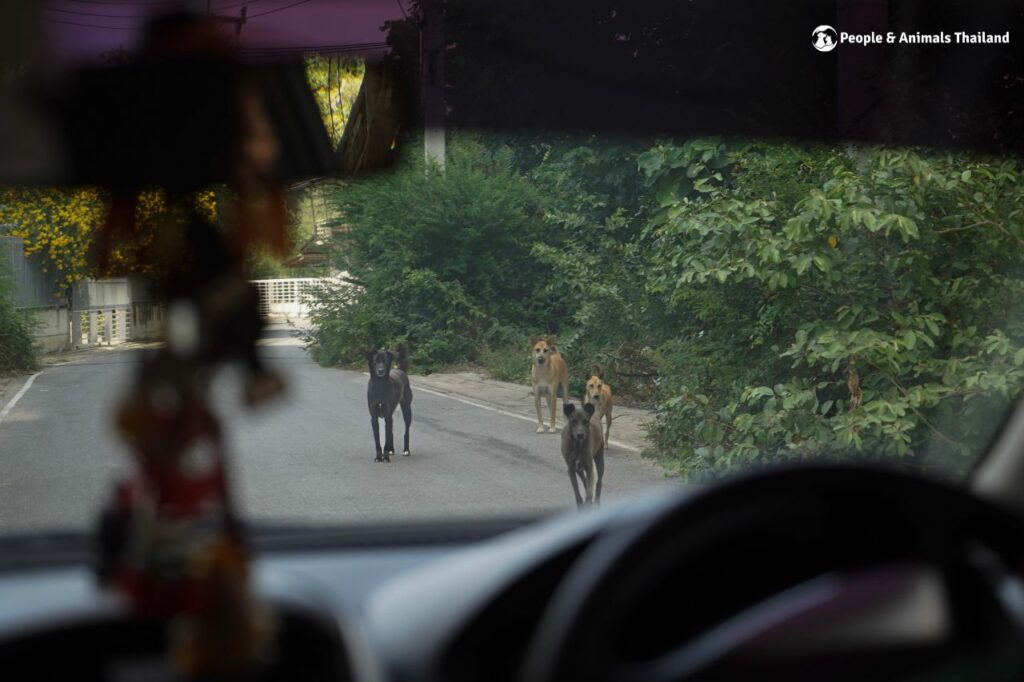 2025 Impact - People & Animals Thailand (PAT) - People and Animals Thailand